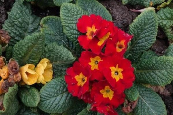 How to cultivate primrose - The Plant Aide