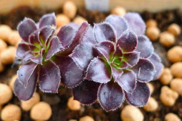 How to grow a succulent mage - The Plant Aide