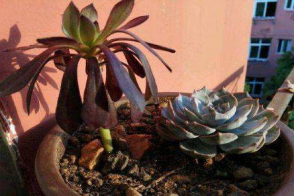 How to grow a succulent mage - The Plant Aide