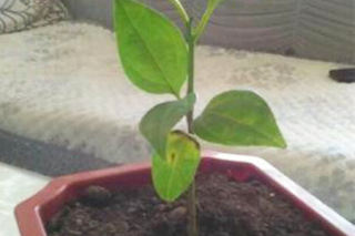 How to breed Ping An tree - The Plant Aide