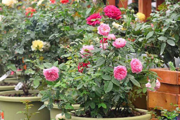 How to raise rose - The Plant Aide
