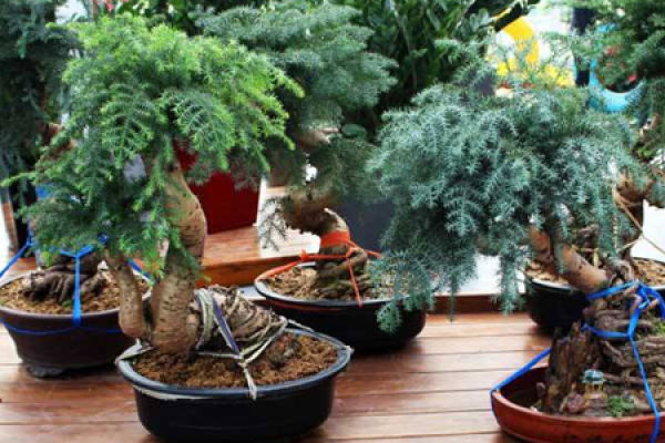 How to shape Australian fir - The Plant Aide