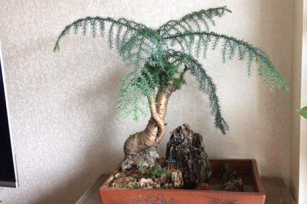 How to shape Australian fir - The Plant Aide