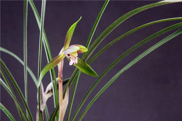 How to rush flowers in Mulan - The Plant Aide