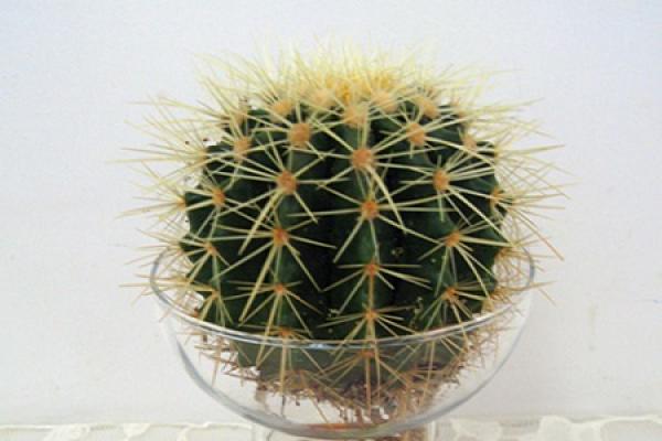 How to raise water culture cactus - The Plant Aide