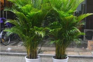 How to raise Phoenix Tail Bamboo - The Plant Aide