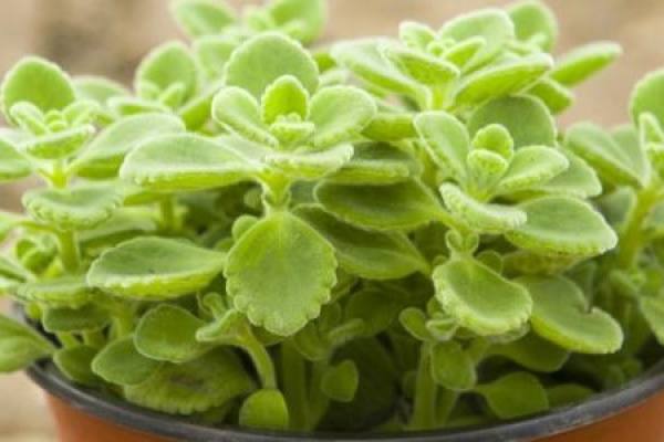 How to keep the joss sticks - The Plant Aide