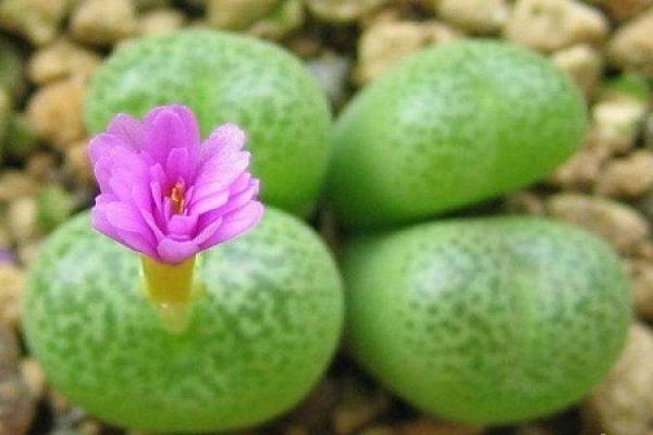 How to divide and propagate stone flowers - The Plant Aide