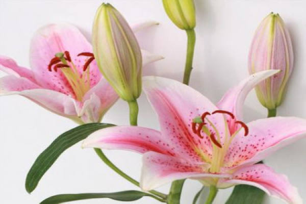 How to deal with lily after blooming - The Plant Aide