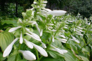 How to breed hostas - The Plant Aide