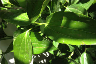 How to raise Ping An tree in autumn - The Plant Aide
