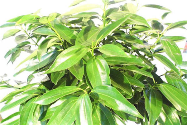 How to raise Ping An tree in autumn - The Plant Aide