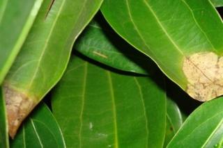 What to do with the dried leaves of Ping An tree - The Plant Aide