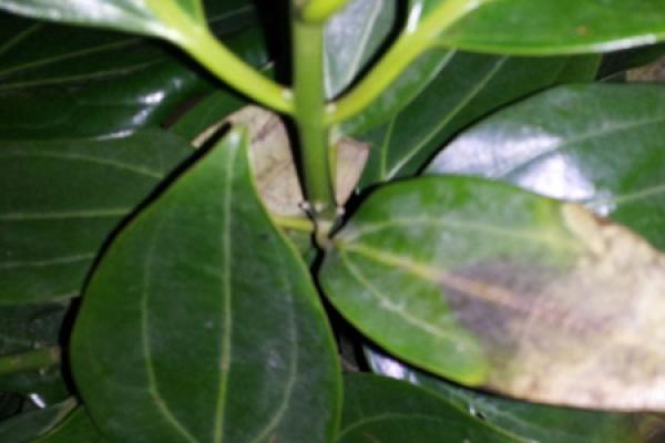 What to do with the dried leaves of Ping An tree - The Plant Aide