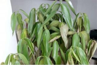 How to deal with the drooping leaves of Ping An tree - The Plant Aide