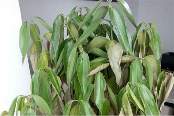 How to deal with the drooping leaves of Ping An tree - The Plant Aide