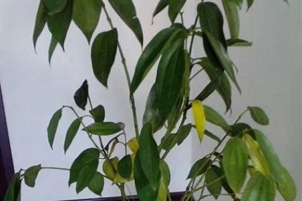 How to deal with the drooping leaves of Ping An tree - The Plant Aide