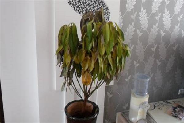 How to deal with the drooping leaves of Ping An tree - The Plant Aide