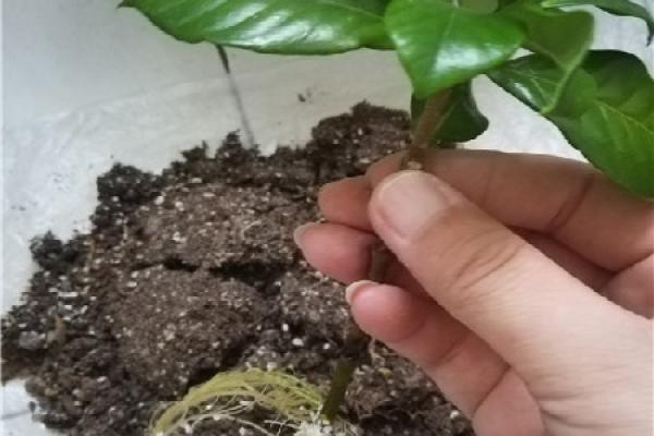 How to make Gardenia take root - The Plant Aide