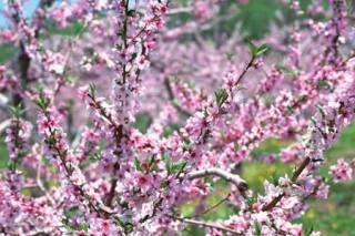 What is the symbolic meaning of plum blossom - The Plant Aide
