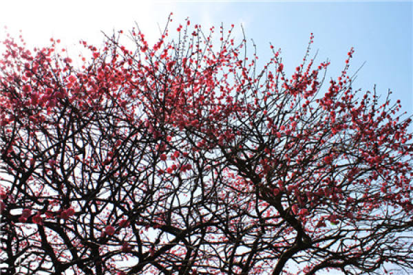 What is the symbolic meaning of plum blossom - The Plant Aide