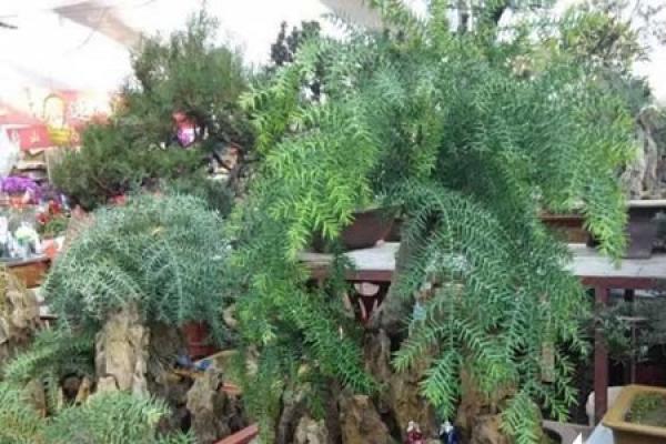 How can Australian fir grow fat - The Plant Aide