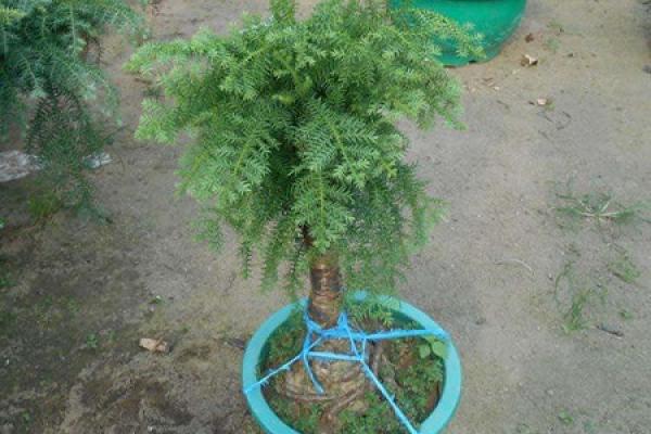 How to keep Australian fir - The Plant Aide