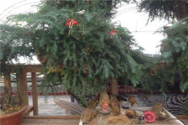 How to keep Australian fir - The Plant Aide