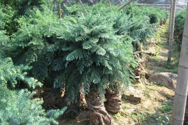 How to keep Australian fir - The Plant Aide