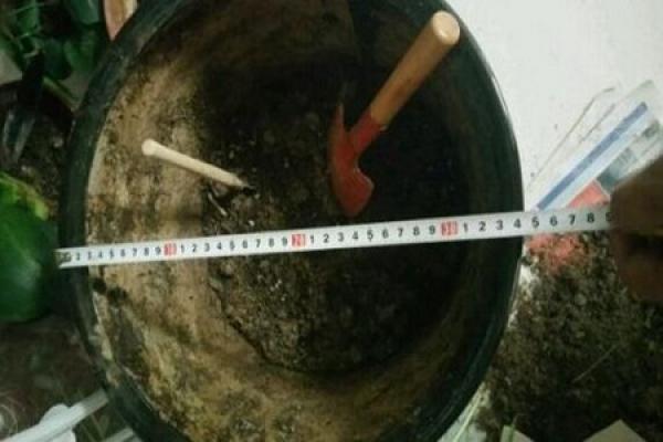 Cuttage method of pothos macrophylla - The Plant Aide