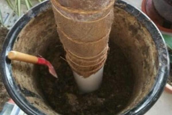 Cuttage method of pothos macrophylla - The Plant Aide