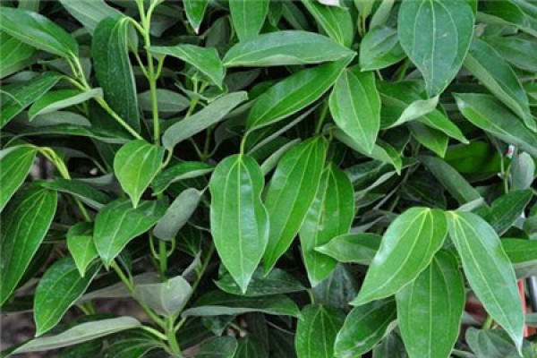 What to do with the drooping leaves of Ping An tree - The Plant Aide