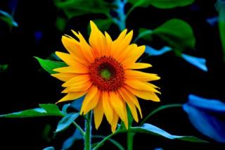 Sunflower language - The Plant Aide