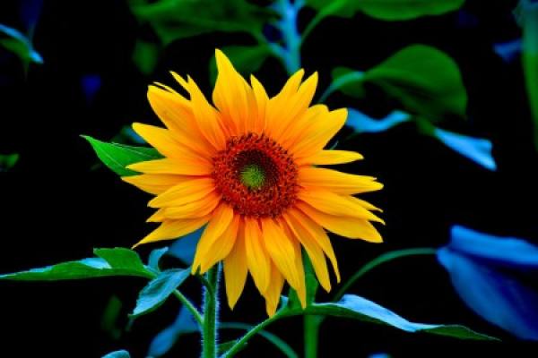 Sunflower language - The Plant Aide