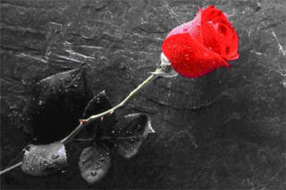 What does a rose stand for - The Plant Aide