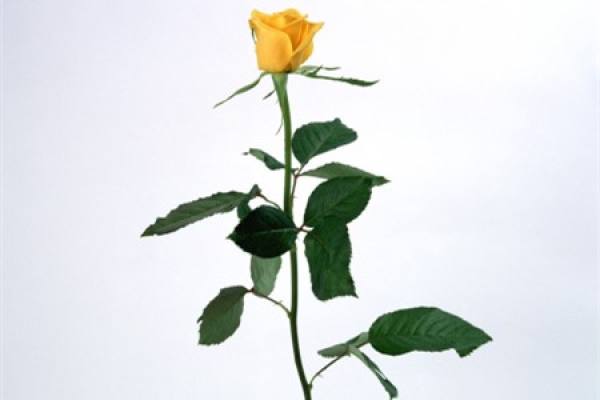 What does a rose stand for - The Plant Aide