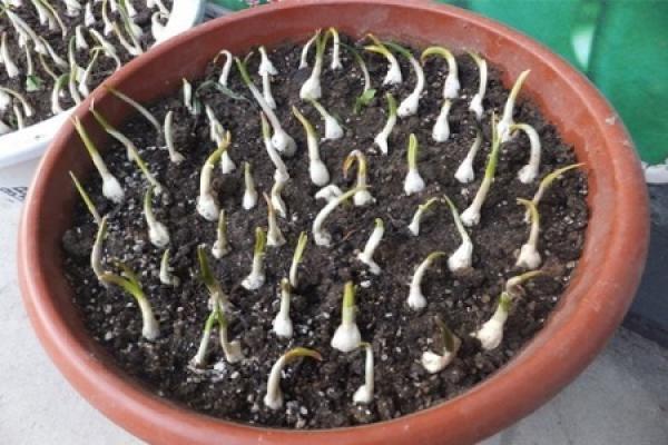 The correct procedure of planting garlic seedling - The Plant Aide