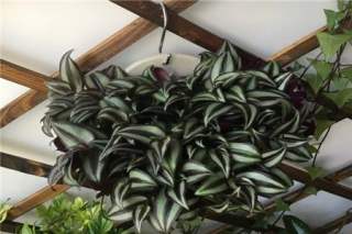 How to cut and explode bamboo plum - The Plant Aide