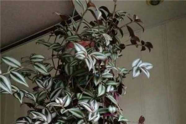 How to cut and explode bamboo plum - The Plant Aide