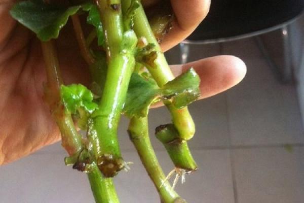 How to prune Rieger Begonia - The Plant Aide