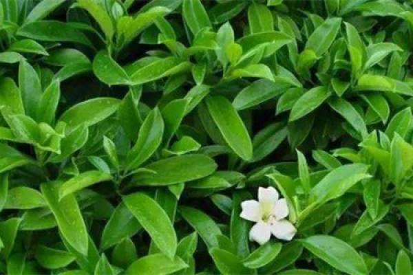 How to deal with the soft and drooping leaves of African Jasmine - The ...