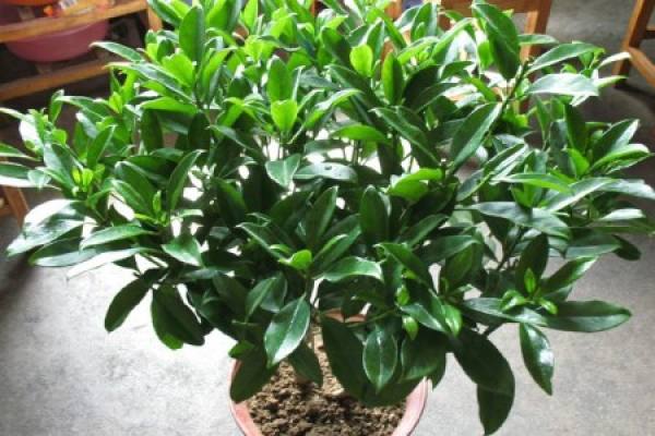 How to deal with the soft and drooping leaves of African Jasmine - The ...