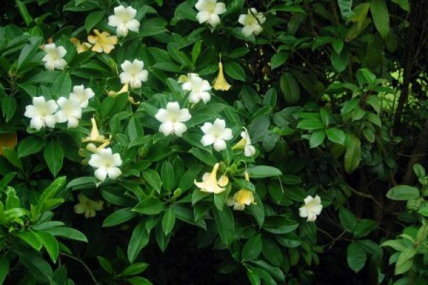 How to deal with the soft and drooping leaves of African Jasmine - The ...