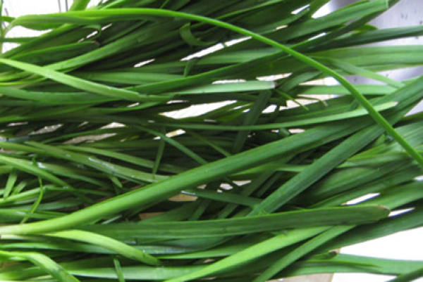 Chinese chive seeds germinate in a few days - The Plant Aide