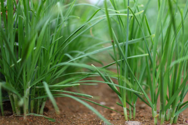 Chinese chive seeds germinate in a few days - The Plant Aide