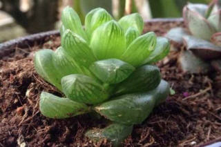 How to water the succulent jade dew, what basin is suitable for, and ...