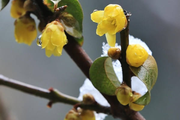 Flower language and symbol of wintersweet - The Plant Aide