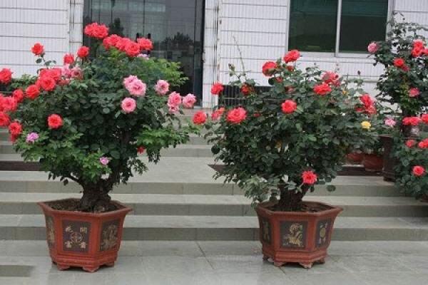 How to raise rose in spring - The Plant Aide