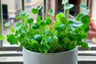Where is the copper coin grass put at home? Can it be put in the ...