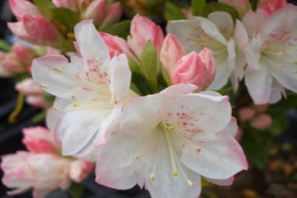 What are the causes of azalea dropping leaves? Is there any remedy ...